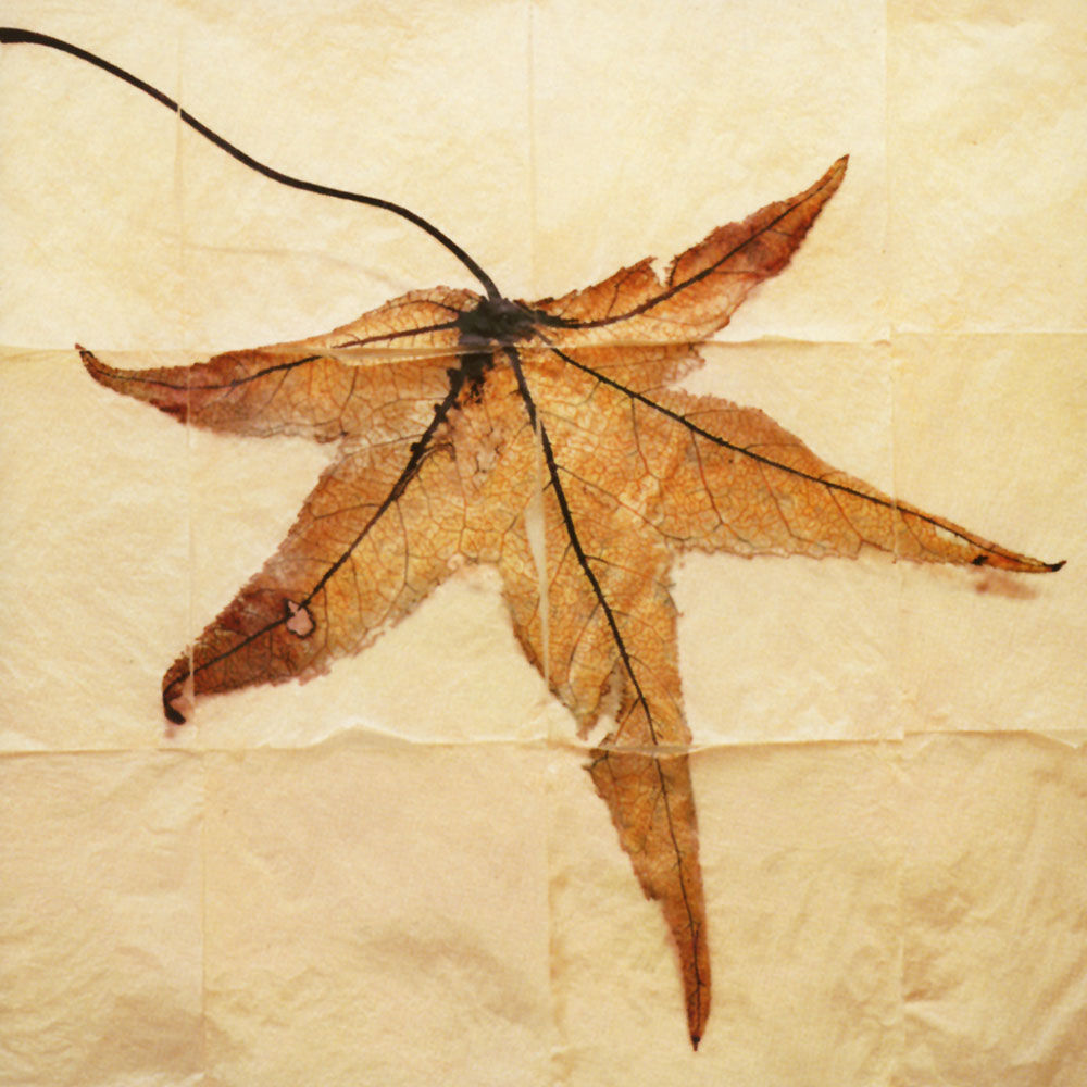 Terry Riley: Requiem for Adam Digital MP3 Album – Nonesuch